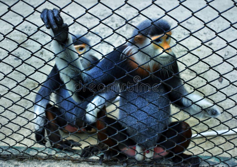 Monkey in zoo stock photo. Image of monkey, captured - 166576756