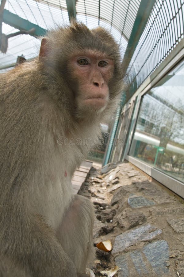 Monkey In Zoo Picture. Image: 6055873