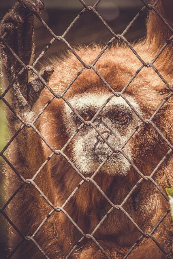 Monkey in a Zoo Behind Bars Stock Image - Image of jail, lonely: 134411641