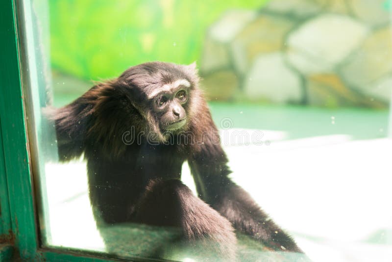 Monkey behind the glass stock image. Image of brown, cute - 18644909
