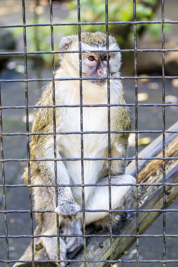 Monkey stock photo. Image of habitats, closing, fence - 56887950