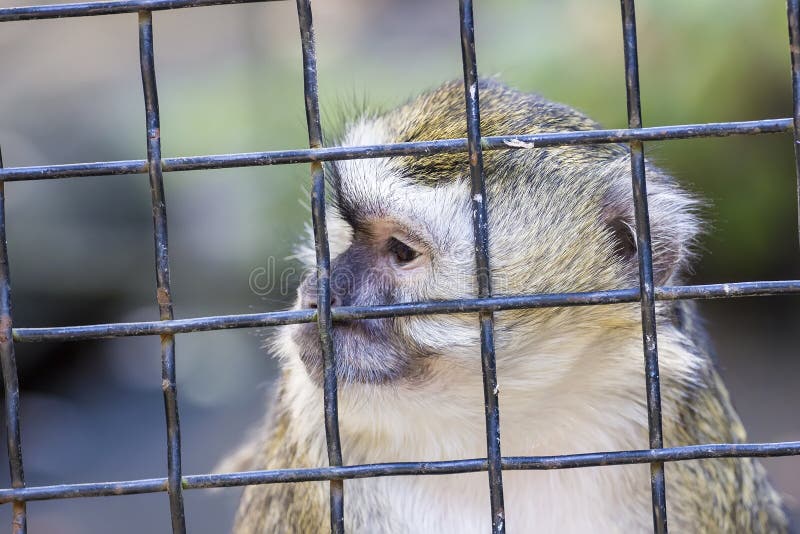 Monkey stock image. Image of defenceless, hurdle, attracting - 56890199