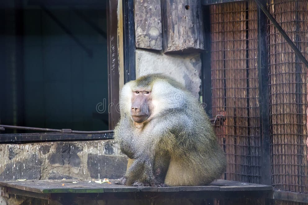 Monkey stock image. Image of entertainment, defence, closed - 56893901