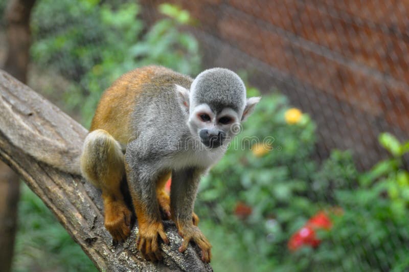 Smiling Monkey at the Zoo, Cali, Colombia Stock Photo - Image of ...
