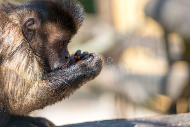 Monkey at Zoo Eating from the Hands Stock Image - Image of forest ...