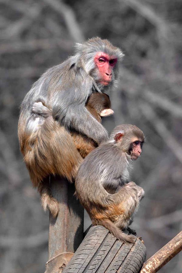 Monkey in the zoo stock photo. Image of sunny, monkey - 175732468