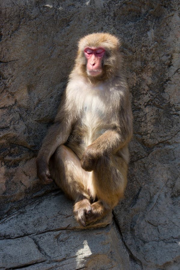 Monkey stock photo. Image of wildlife, japan, face, wild - 54924416