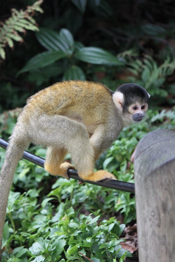 Jumping Animals Pictures The 10 Highest Jumping Animals In The World