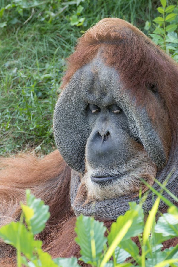 A monkey in the zoo stock image. Image of africa, mammalia - 176437767