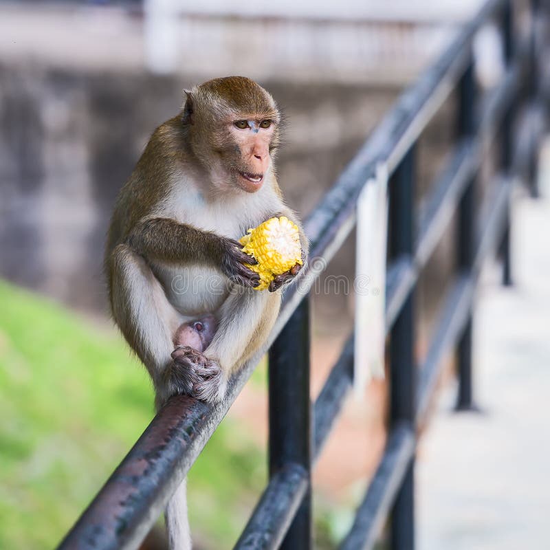 Monkey in the zoo. stock photo. Image of gray, park - 112829218