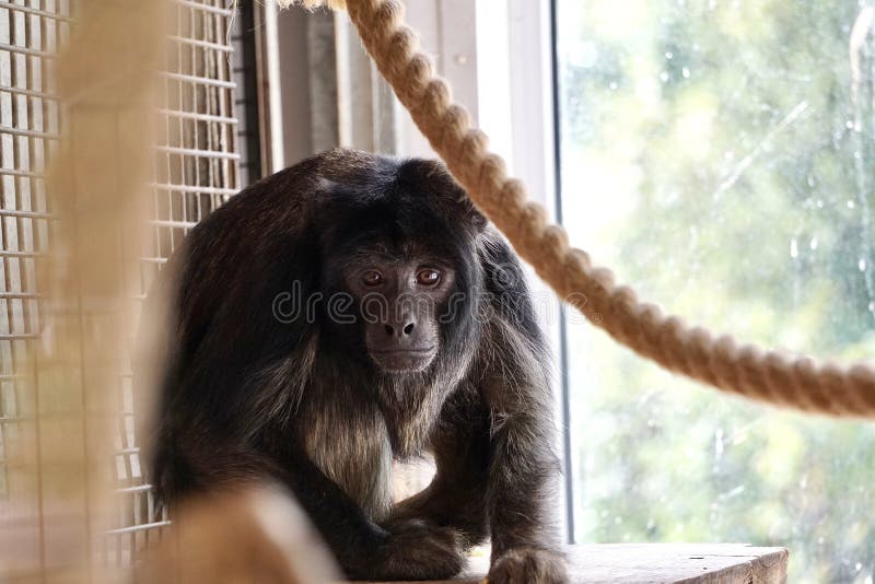 Monkey in the zoo editorial photo. Image of lonely, wildlife - 260742771