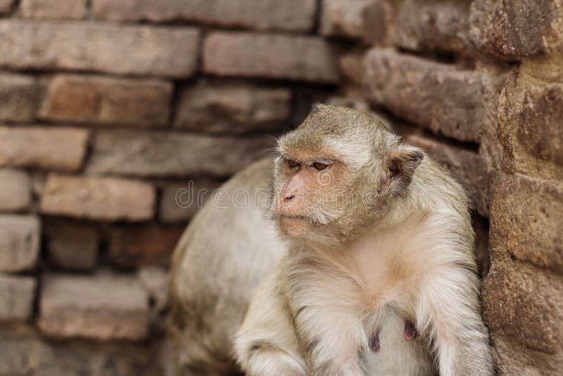 Monkey in a zoo. stock photo. Image of family, country - 122477862