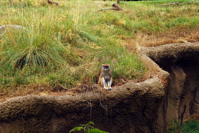 Monkey in zoo stock image. Image of monkey, tree, seattle - 136992455