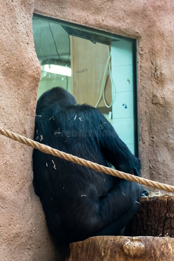Monkey at the zoo stock photo. Image of face, african - 146061926