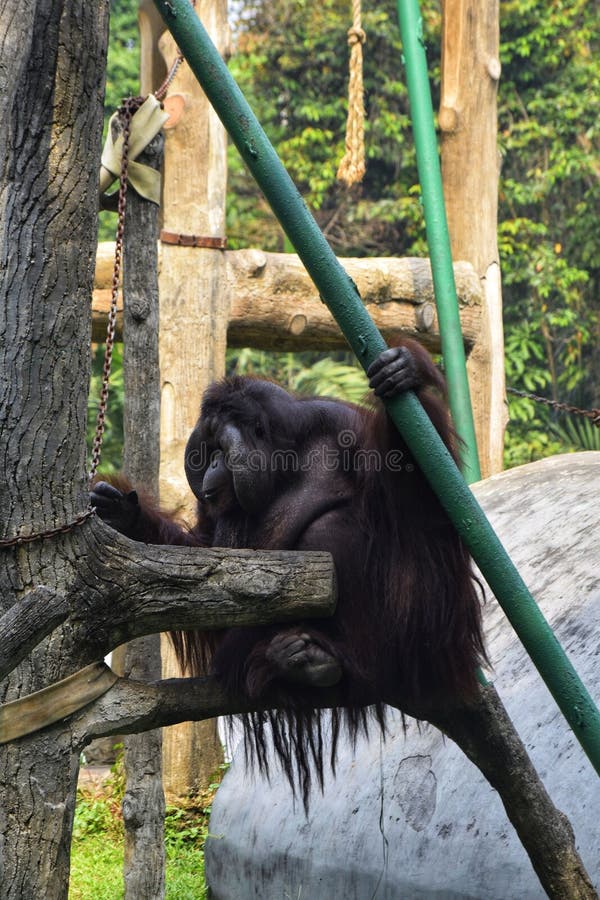Monkey at the zoo stock image. Image of looking, staring - 272188157