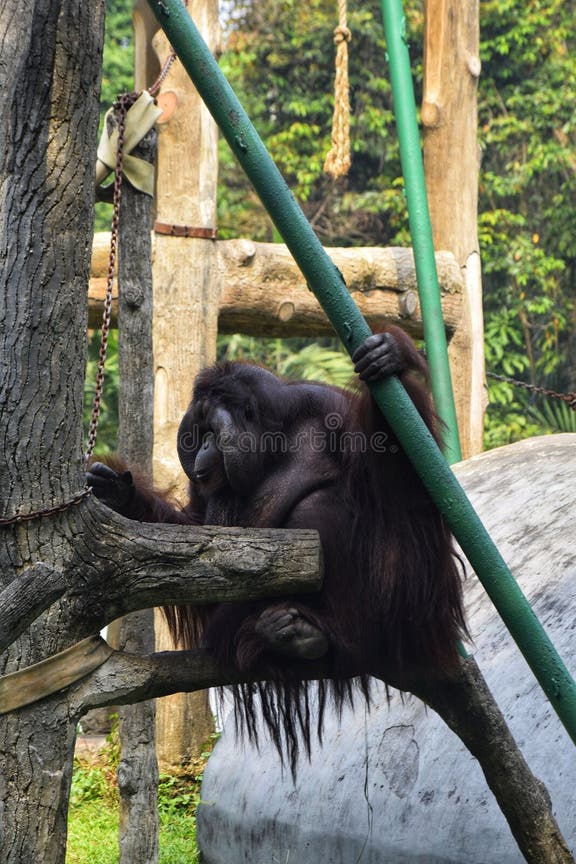 Monkey at the zoo stock image. Image of looking, staring - 272188157