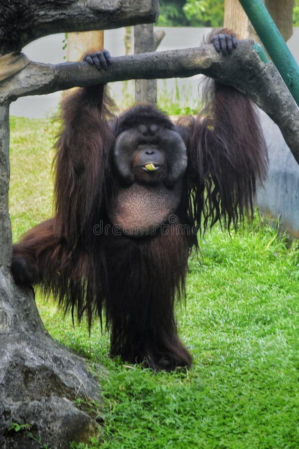 Monkey at the zoo stock photo. Image of mammal, wildlife - 272188366