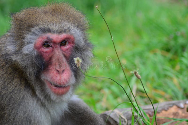Monkey stock image. Image of prairie, europe, mammals - 76812459