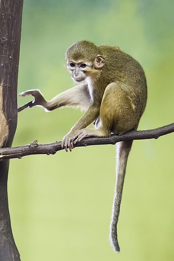 Monkey stock photo. Image of life, loyalty, macro, face - 52704132
