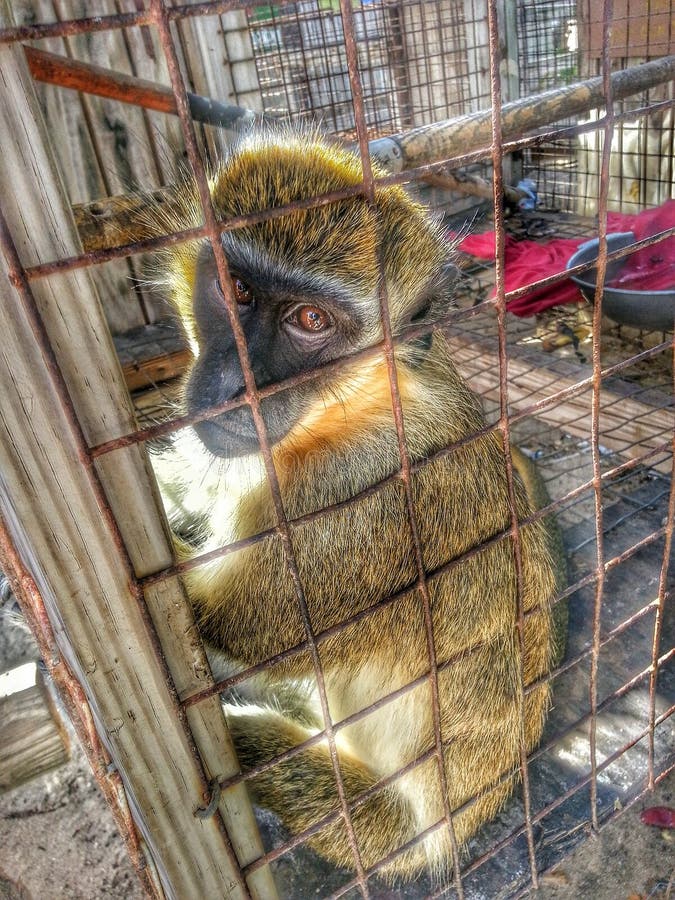 Monkey in the zoo stock photo. Image of monkey, contact - 69622146