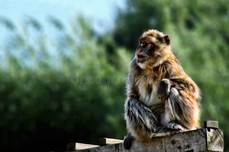 Monkey on a zoo stock image. Image of wood, africa, sitting - 185472269