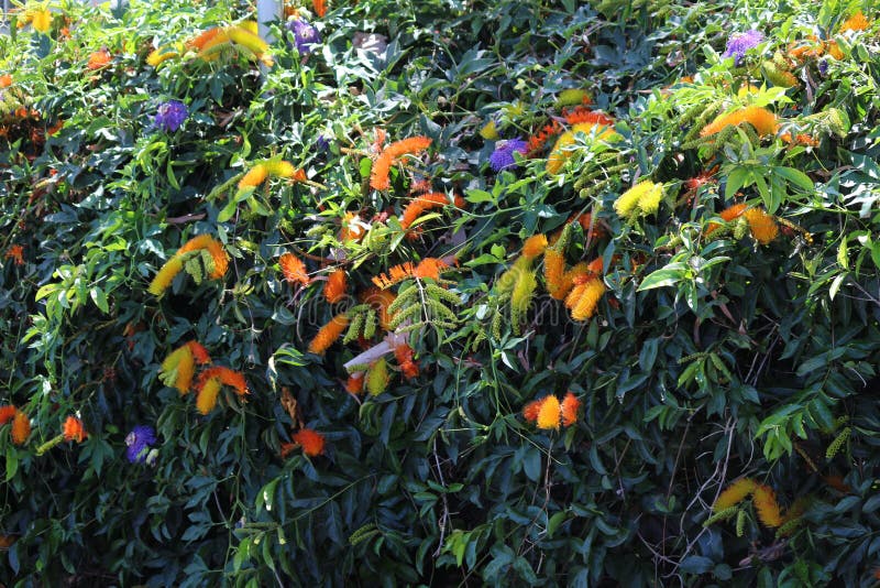 Monkeybrush vine stock image. Image of nature, monkeybrush - 262578205