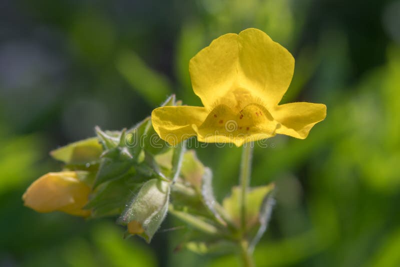 Monkeyflower & X28; Guttatus& X29 De Mimulus; Flores Imagem de Stock ...