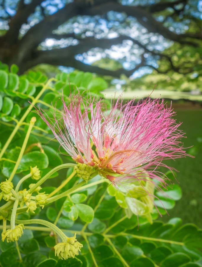 Monkeypod flower stock photo. Image of saman, rain, blossom - 92780496