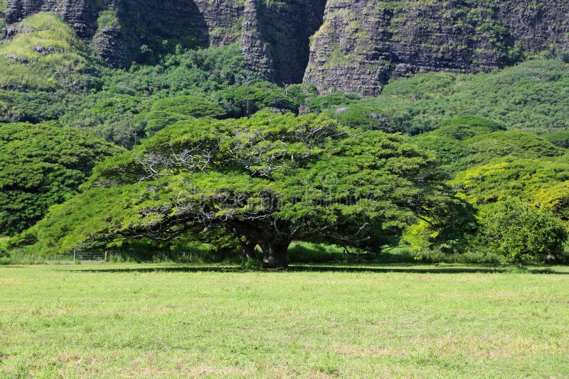 Monkeypod Tree on North Shore of Oahu Island Stock Photo - Image of ...