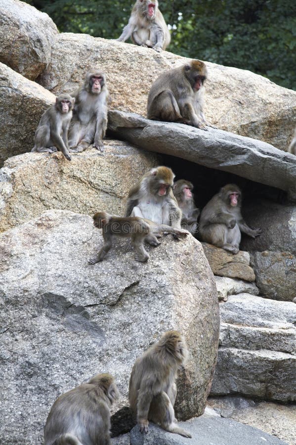 Monkeys stock photo. Image of monkey, relaxation, tribe - 11498552