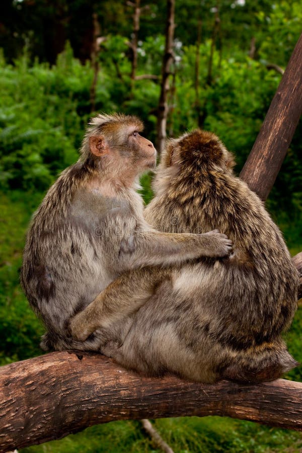 2 Monkeys Hugging Stock Photos - Download 222 Royalty Free Photos