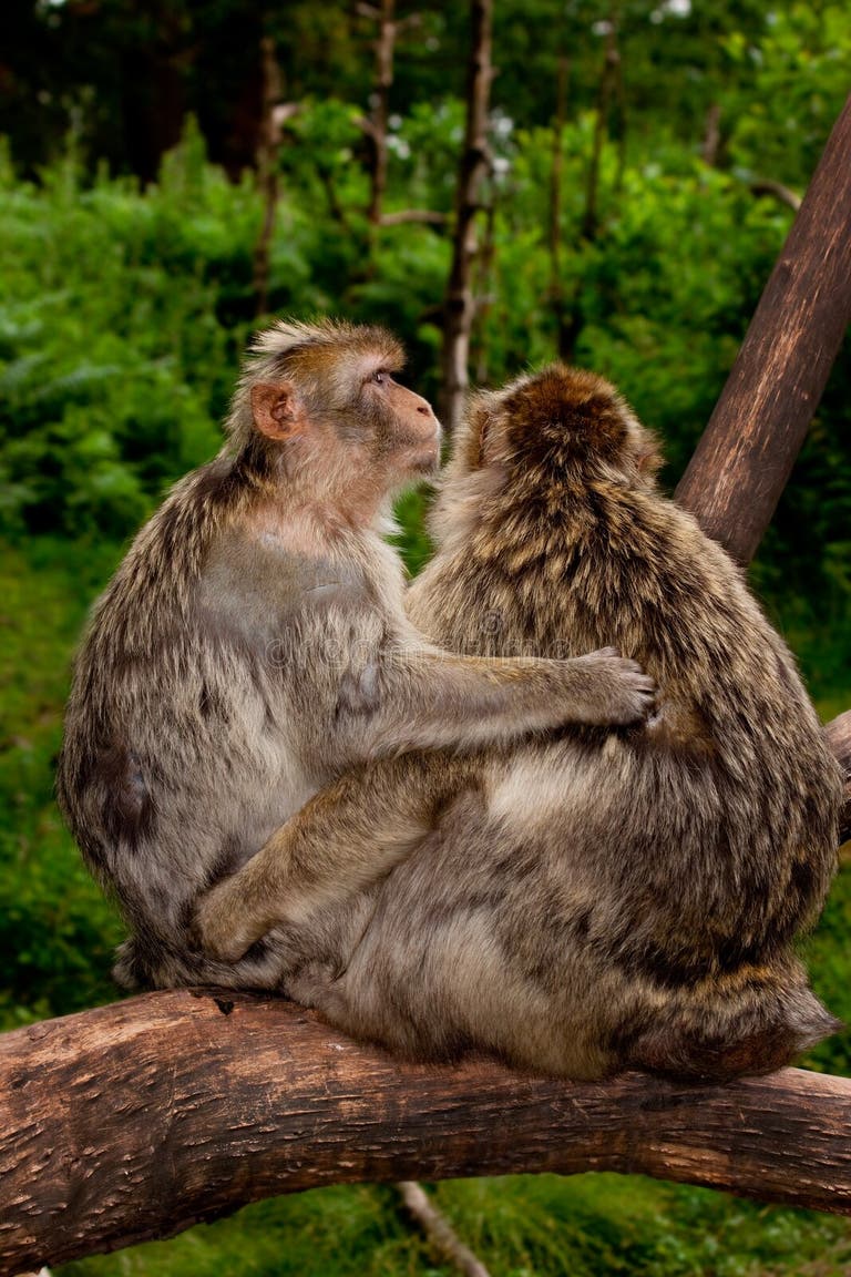 351 Monkeys Reuniting Hugging Stock Photos - Free & Royalty-Free Stock ...