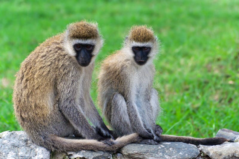 Monkeys stock photo. Image of mammal, exotic, kenya, african - 16537480