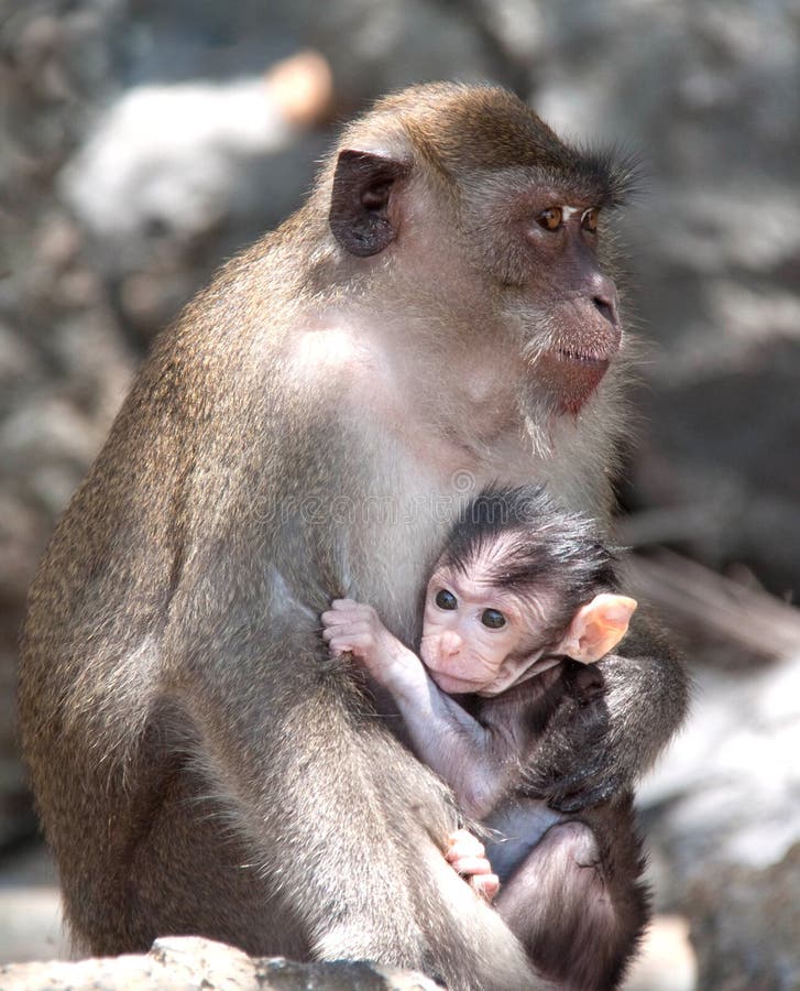 Monkeys stock image. Image of young, generation, small - 18397993