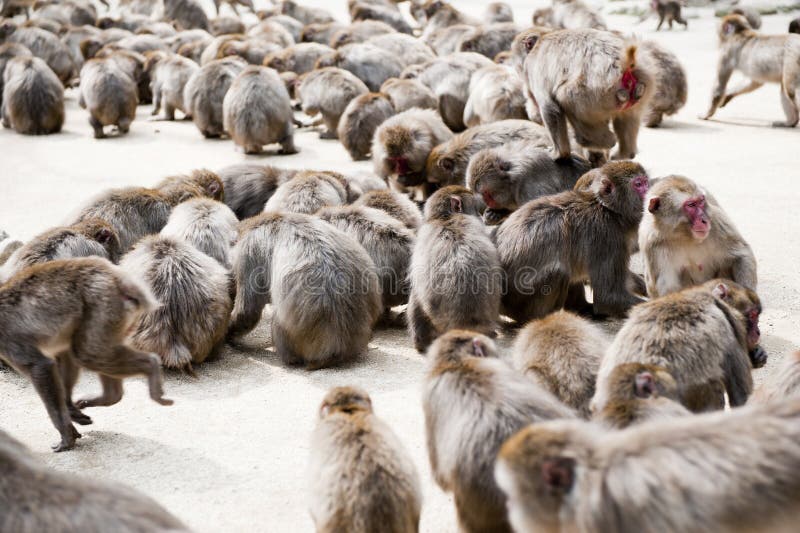 Monkeys stock image. Image of flock, creature, japanese - 27865071