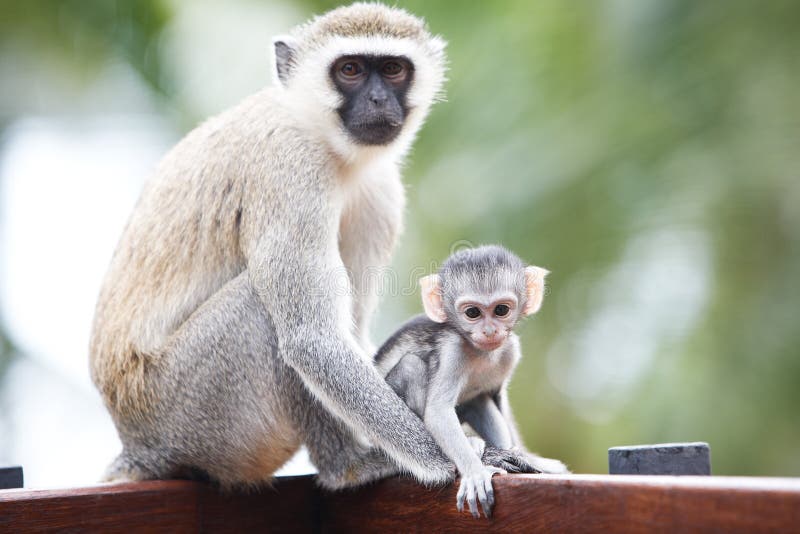 Monkeys In Africa Stock Images - Image: 17163904