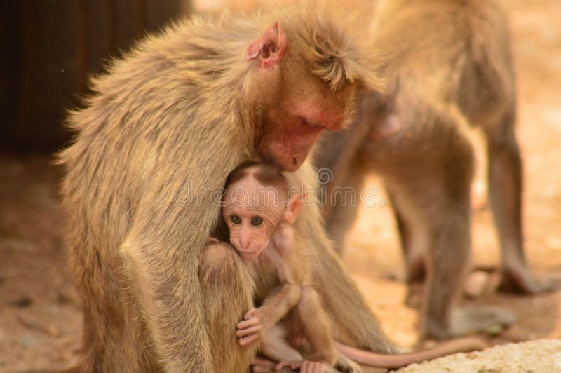 A monkey with its child editorial photo. Image of great - 110722646