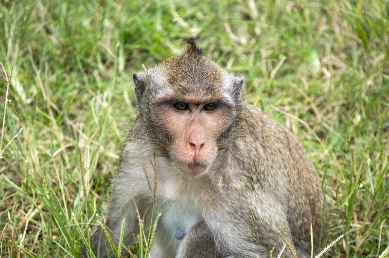 Monkeys in Angkor Wat Cambodia Stock Image - Image of culture, outdoor ...
