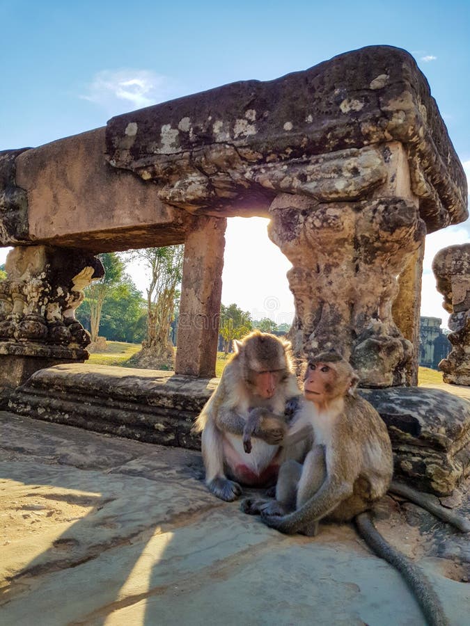 Angkor Wat Monkeys stock image. Image of carving, animal - 25081649