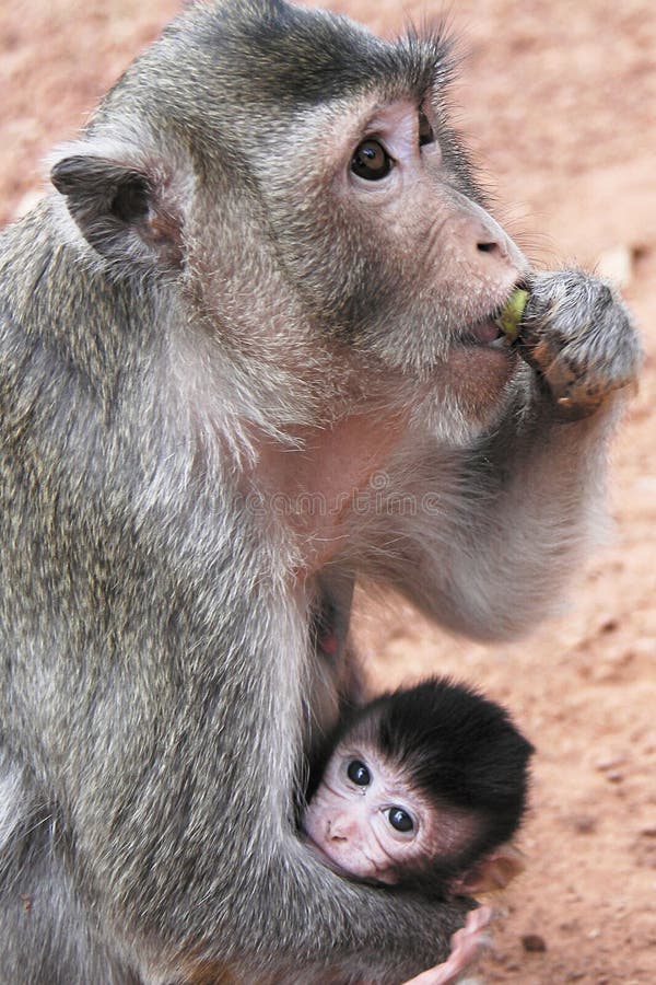 Monkeys stock photo. Image of manger, mammals, animals - 39345790