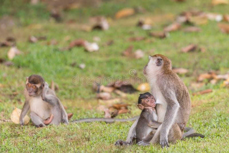 Monkeys baby stock image. Image of monkey, nature, wildlife - 40961279
