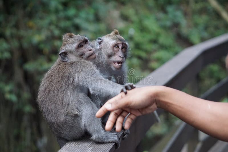 Jungle Handshake Stock Photos - Free & Royalty-Free Stock Photos from ...