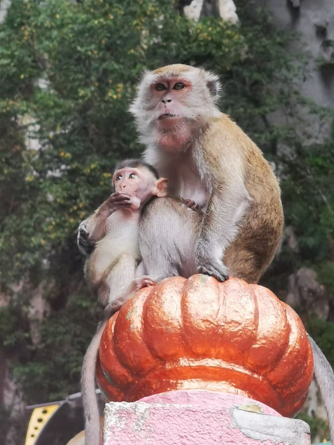 The Monkeys of Batu Caves, Malaysia Stock Image - Image of nature ...