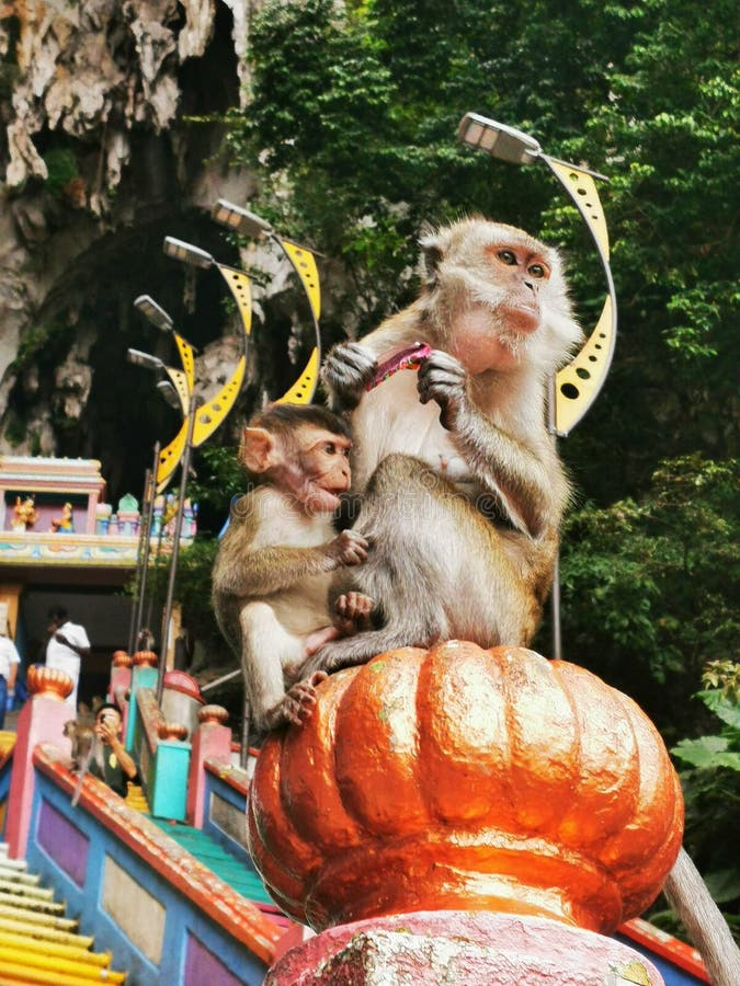 Monkeys at Batu Caves stock image. Image of wildlife - 182996239