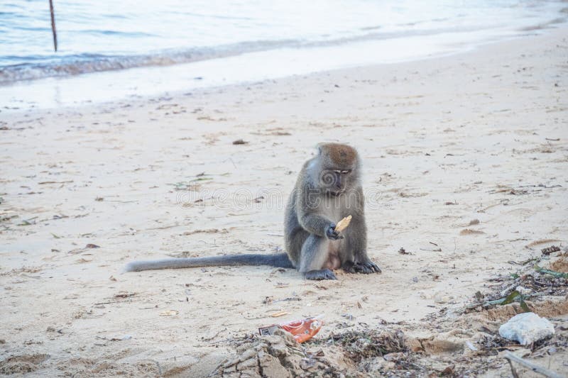 Monkeys on the Beach in Bintan Islands, Bintan Beach Monkeys Eating ...