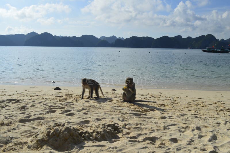 Two Monkeys on a Beach stock image. Image of affection - 9249627