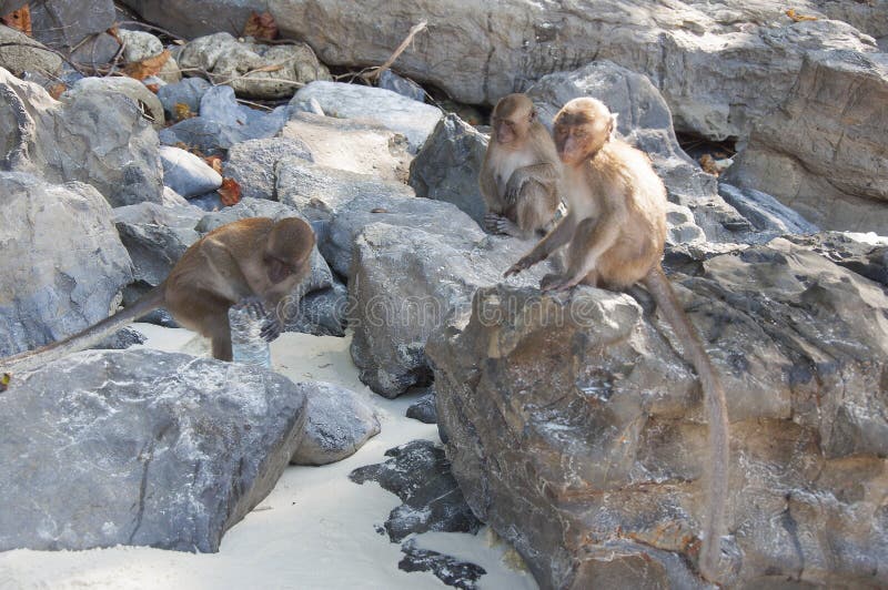 Monkeys on the Beaches of Thailand Stock Image - Image of phiphi ...