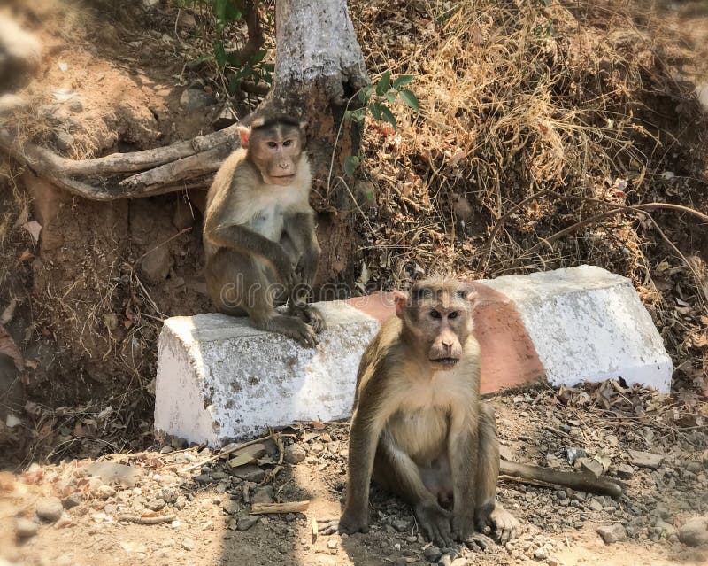 Monkeys stock image. Image of face, outdoor, landscape - 254612169