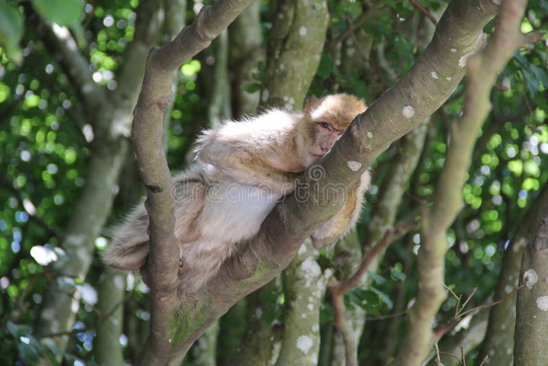Monkeys from Bodensee, Year 2013 Stock Photo - Image of baby, acrobat ...