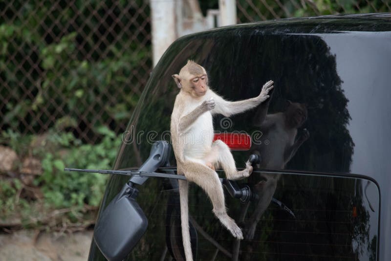 Monkeys on a bonnet stock image. Image of crab, monkey - 60313621